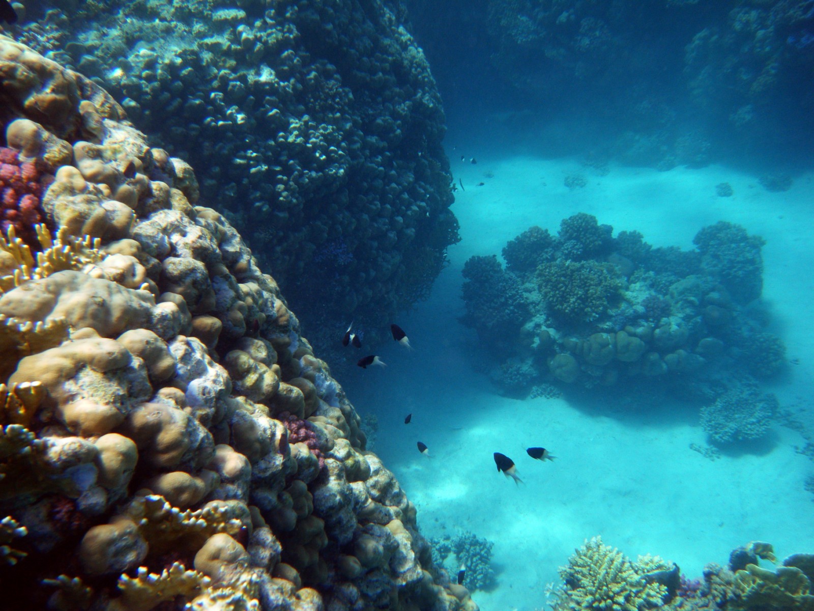 John's fotoblog: Rode zee onder water